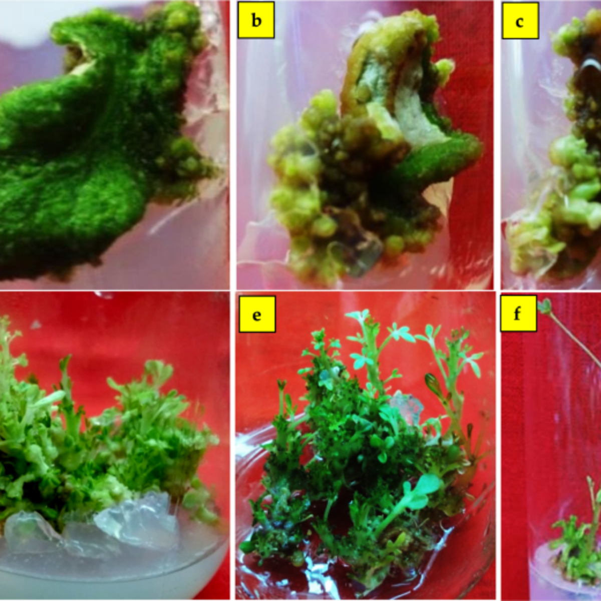 Leaf explant based direct and indirect regeneration and SCoT marker ...