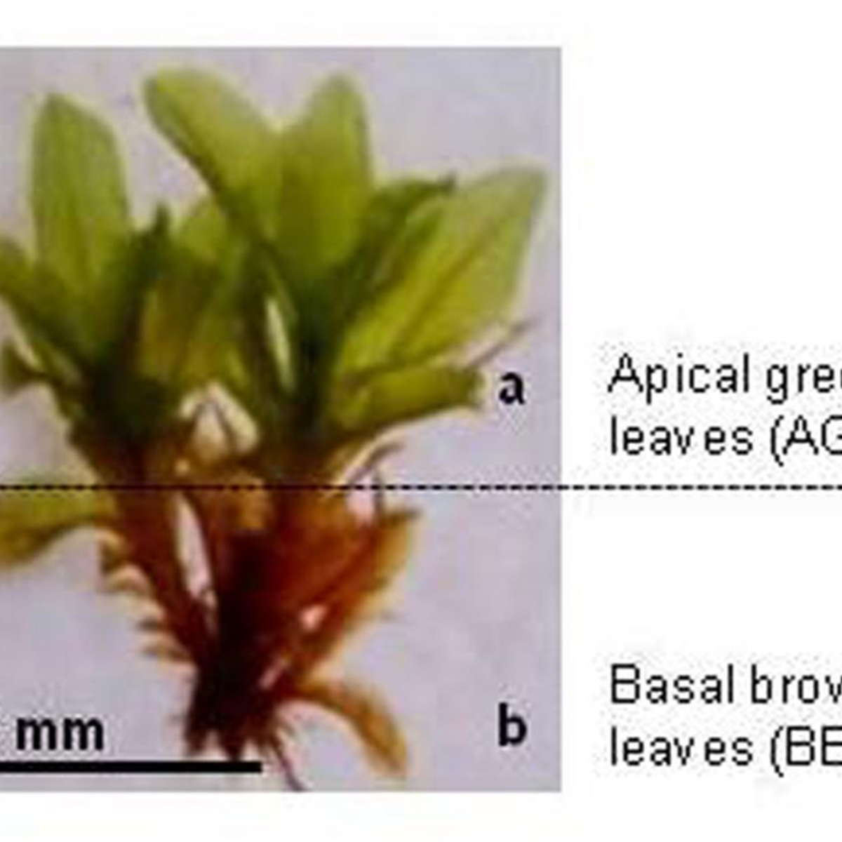 Physiological responses shown by the apical (green) and basal (brown ...