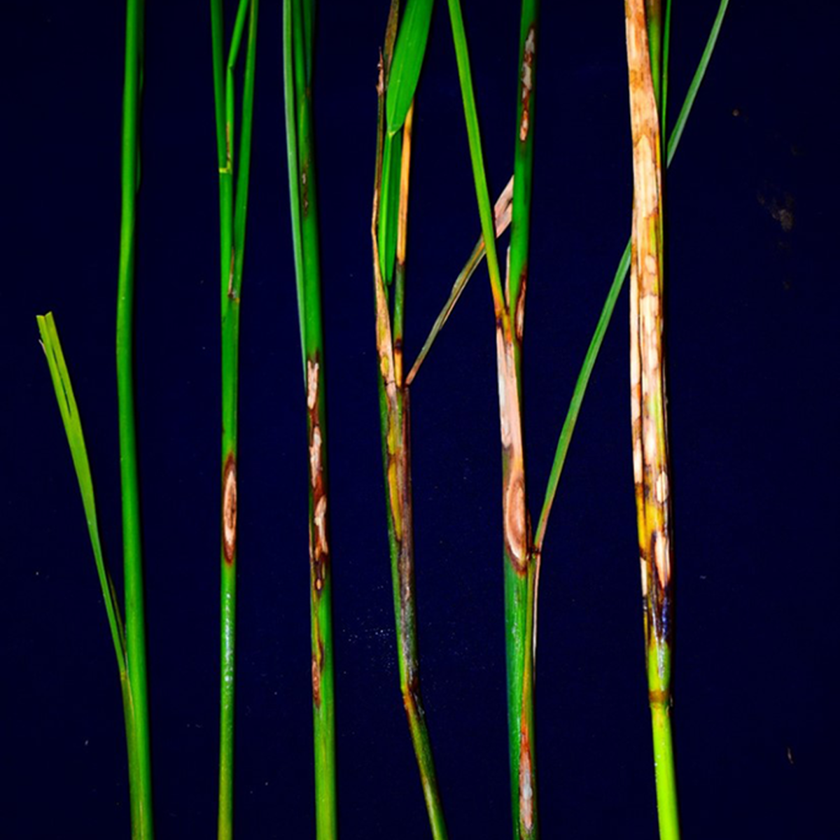 Variabilty for sheath blight (Rhizoctonia solani Kuhn.) resistance in ...