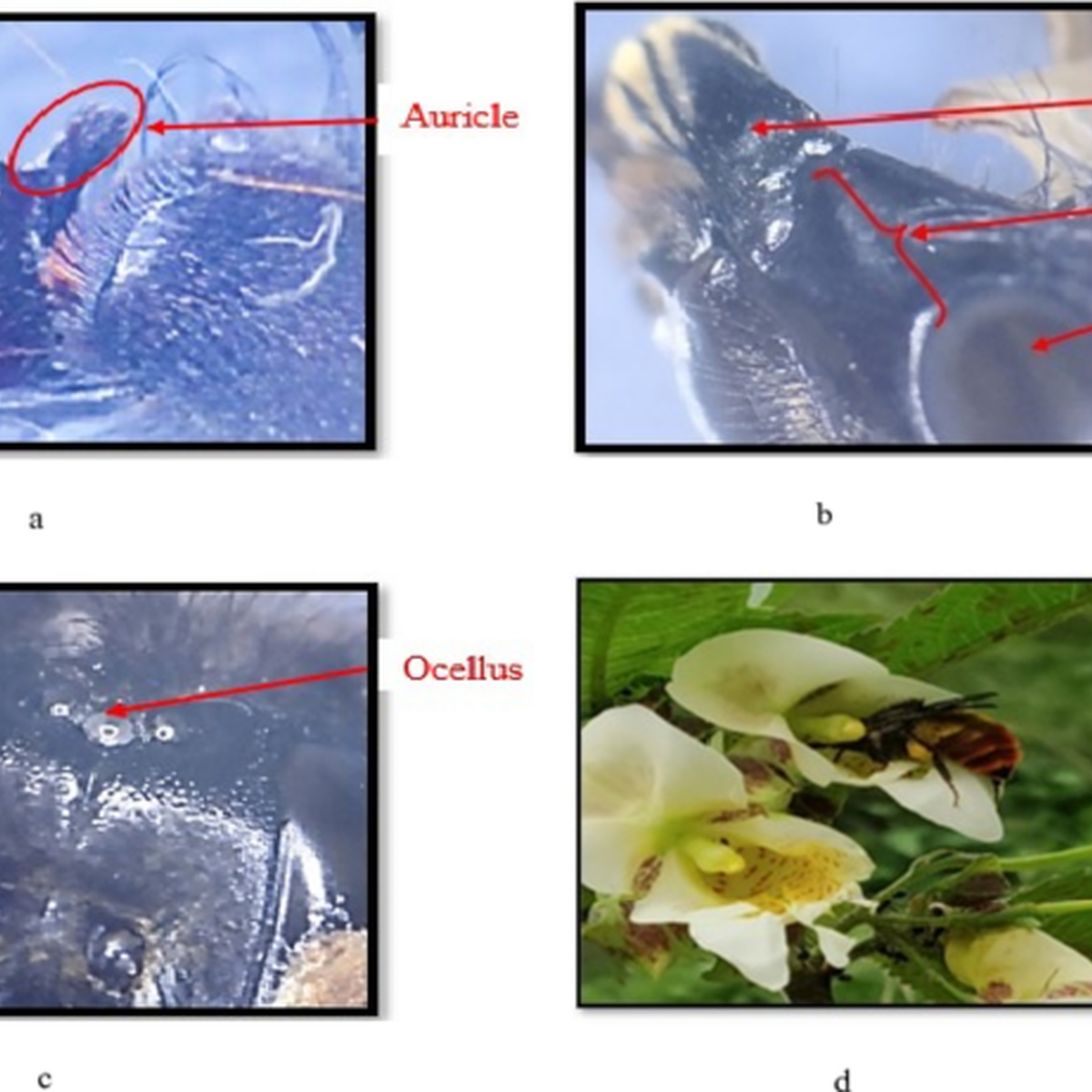 Diversity of bumble bees, their molecular analysis and first report of ...