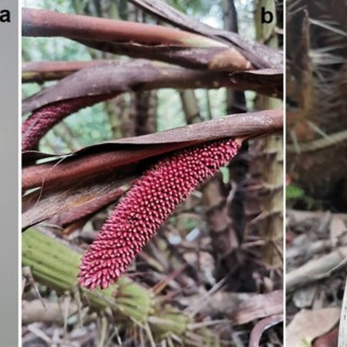 An insight toward viability and in Vitro Germination of Salacca ...