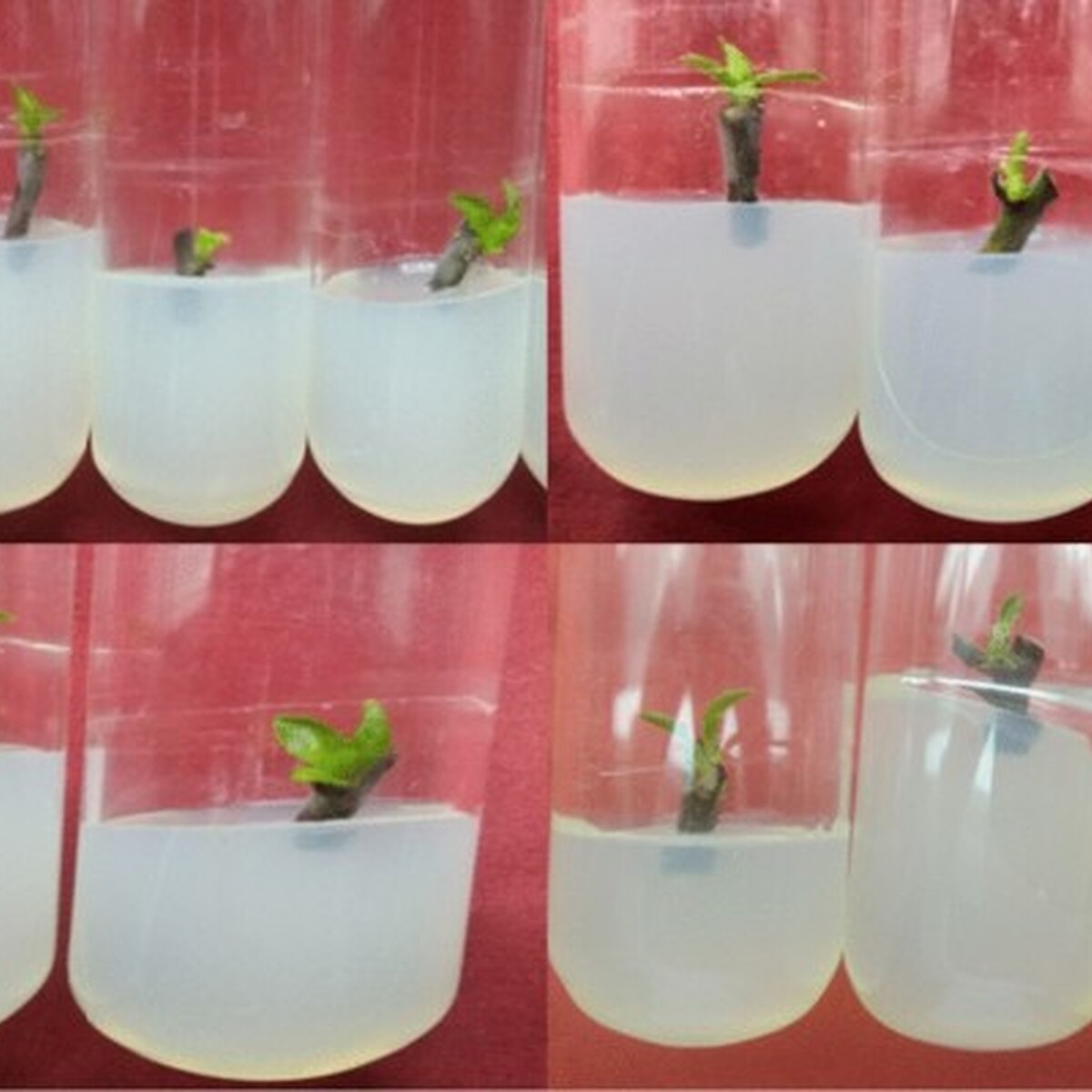 Establishing surface disinfection protocol for micropropagation of ...