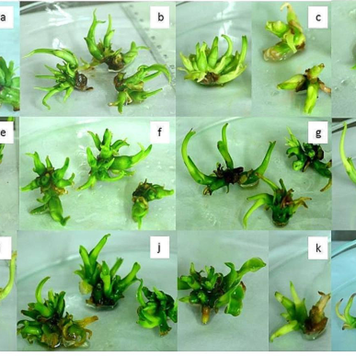 In vitro response of gamma irradiated Vanilla planifolia jacks. Shoots ...
