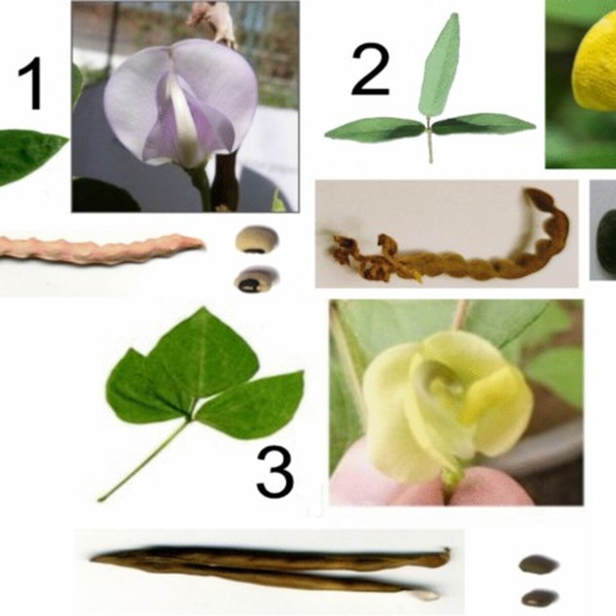 Genetic diversity and relationship between Egyptian Vigna (Vigna spp ...