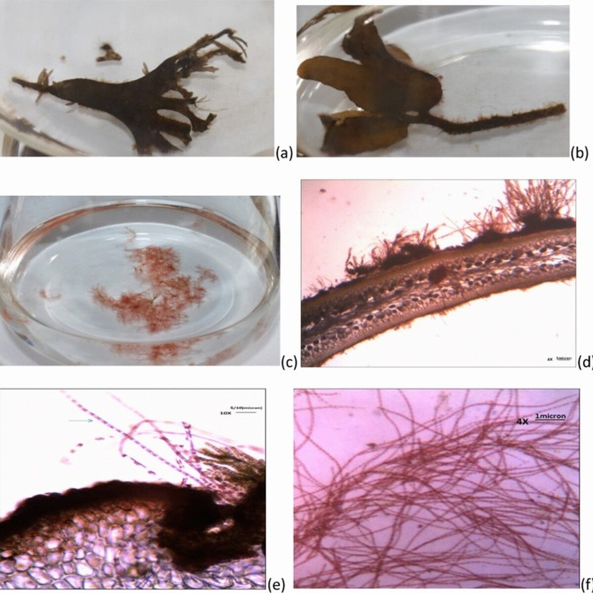 Host seaweed extracts effect on epiphytic Acrochaetium sp growth and ...