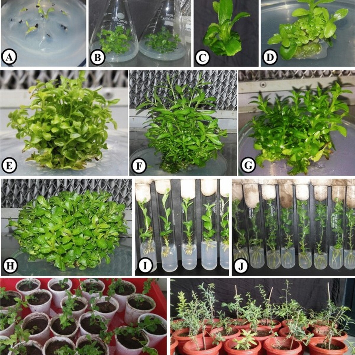 In vitro propagation and assessment of genetic fidelity of ...