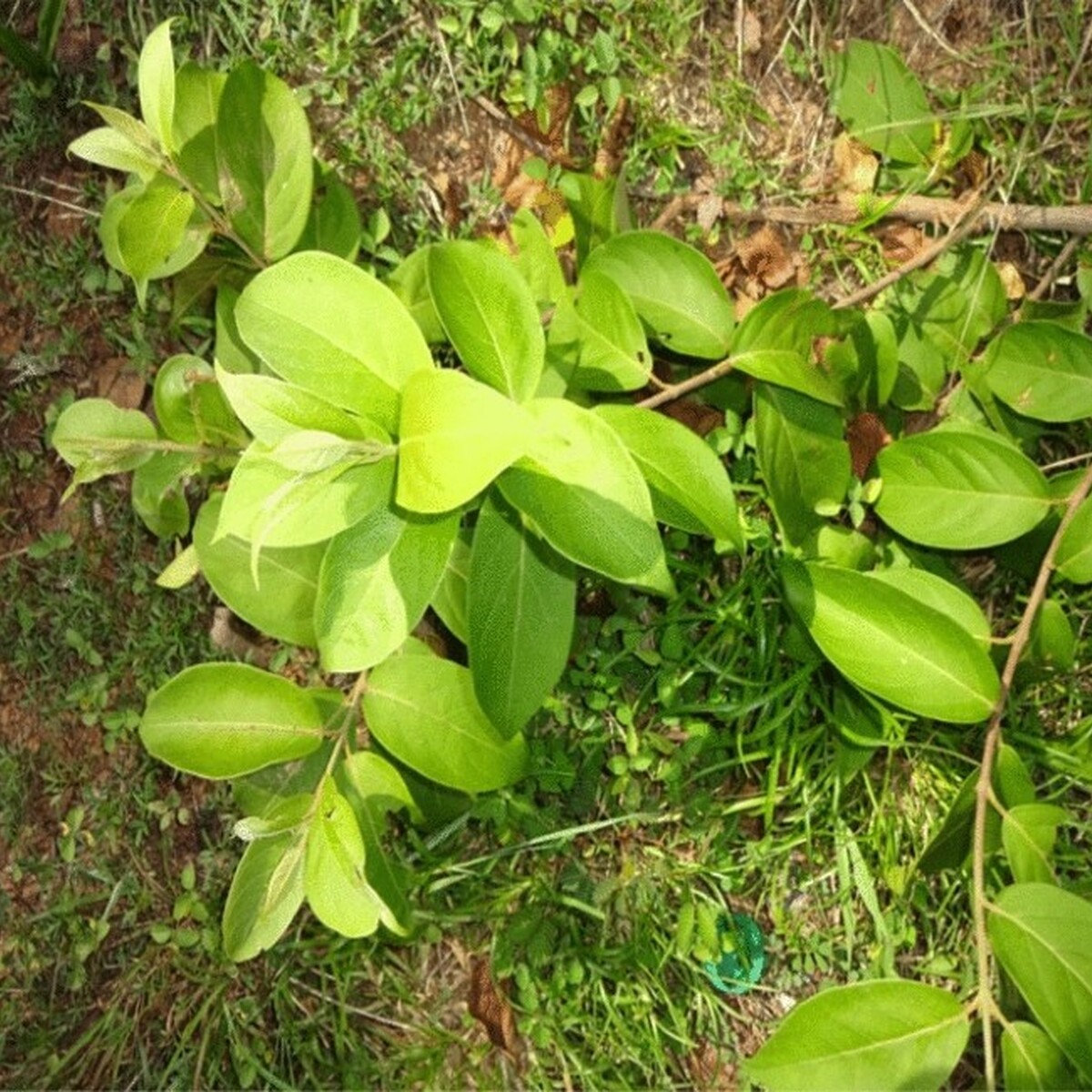 Physico-chemical evaluation and phytochemical analysis of different ...