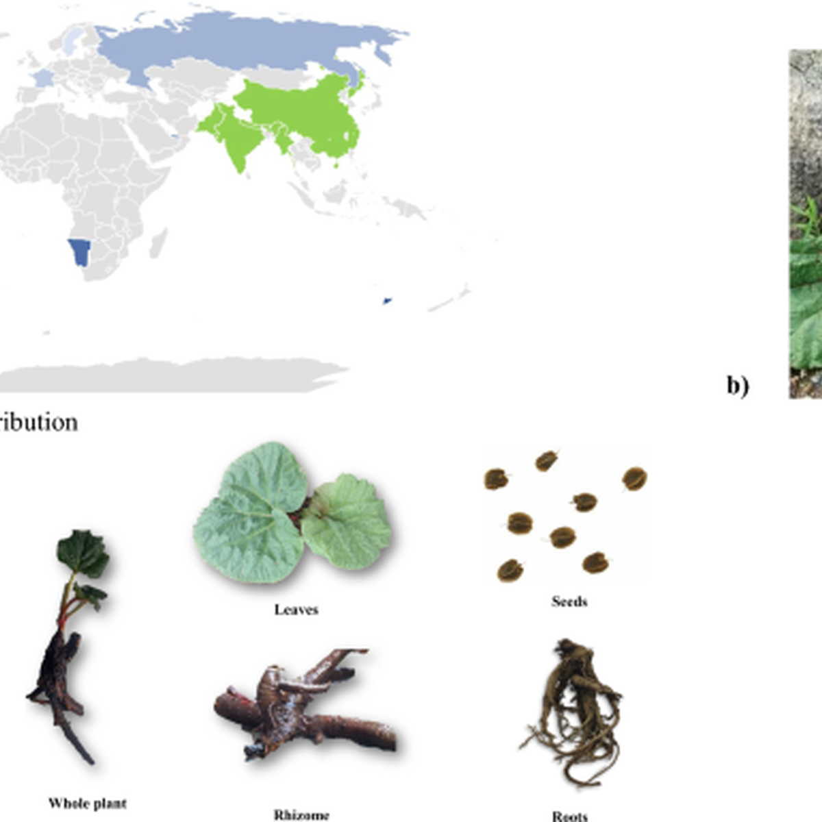 The Himalayan rhubarb (Rheum australe D. Don.): an endangered medicinal ...