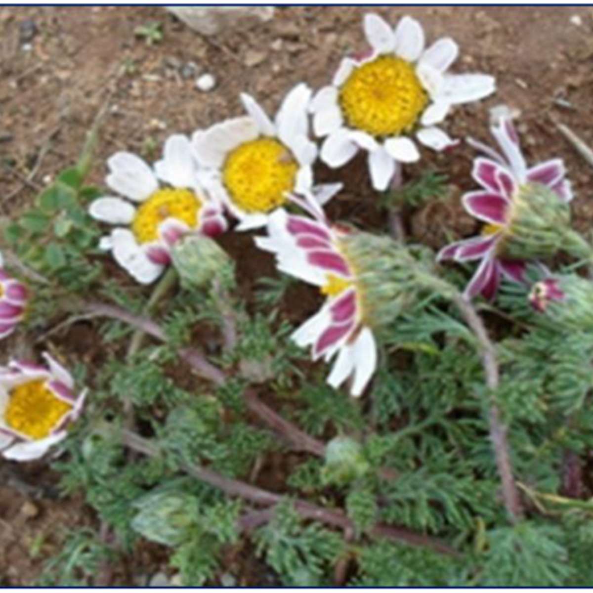 Study of the phenolic compounds of the leaves and flowers of Anacyclus ...