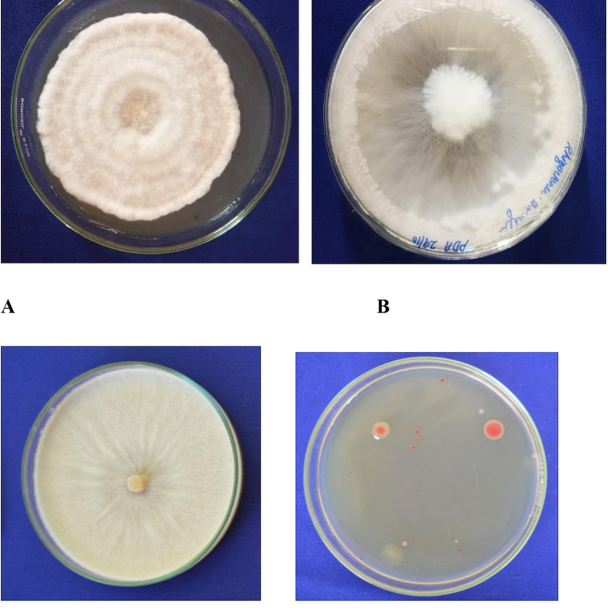 Elucidating the molecular profile of pathogens inducing rhizome rot in ...