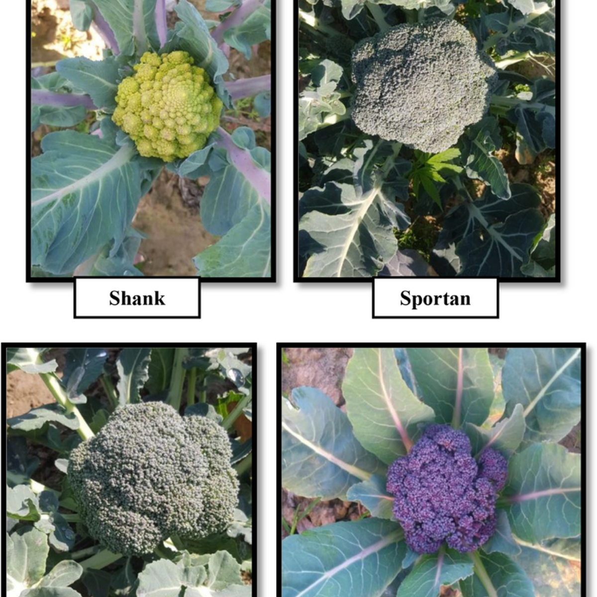 Comparative study on growth and productivity in broccoli cultivars with ...