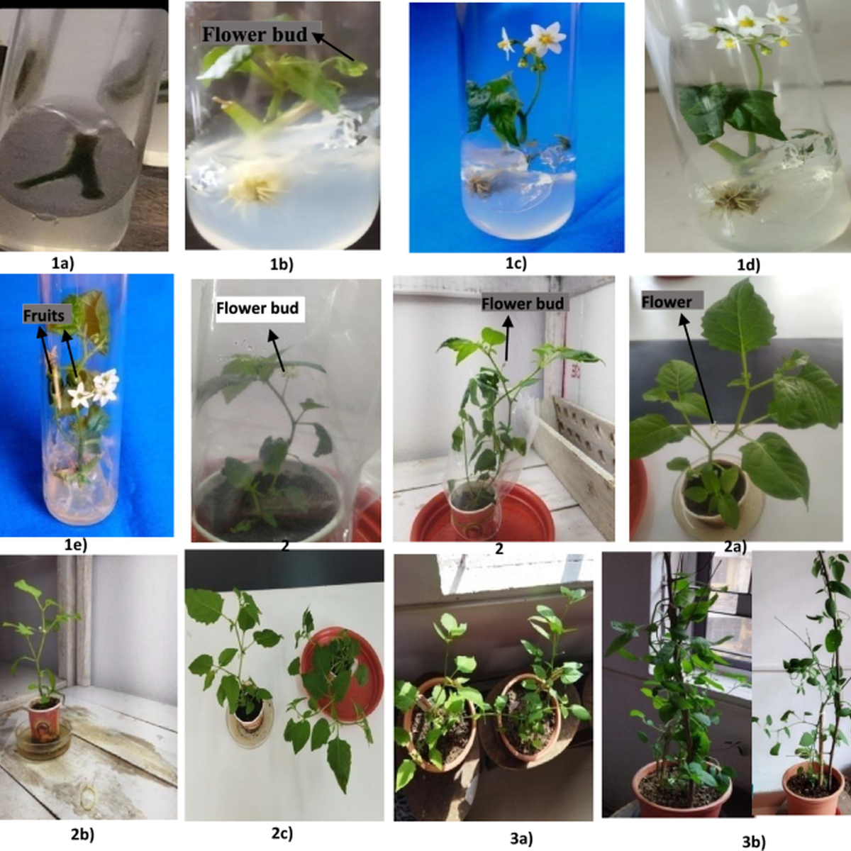 In vitro plant regeneration, flowering and fruiting of Solanum nigrum L ...