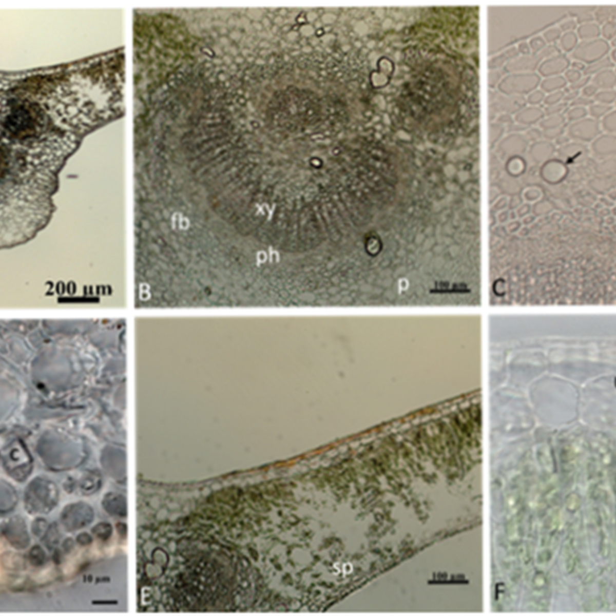 Pharmacology of Manilkara hexandra leaf extract: potent antimalarial by ...