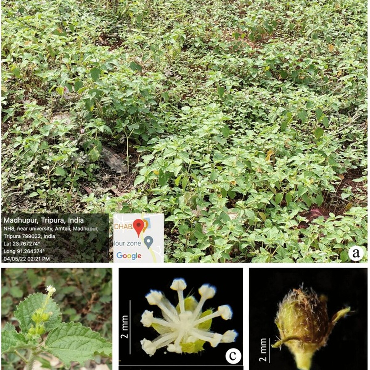 Croton hirtus L’Hér.: an addition to the flora of Northeast India