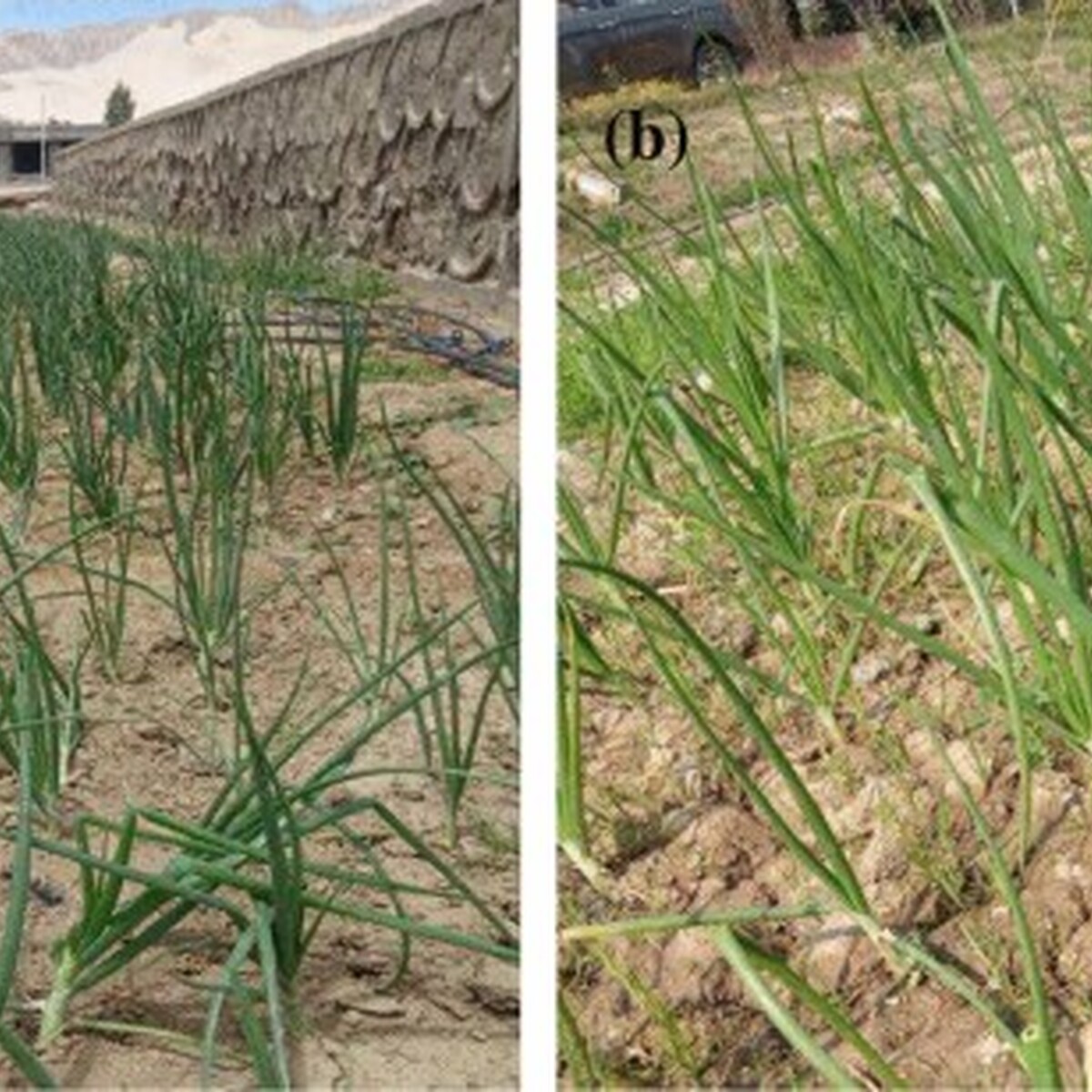 Comparative analysis of physiochemical, nutritional and bioactive phyto ...