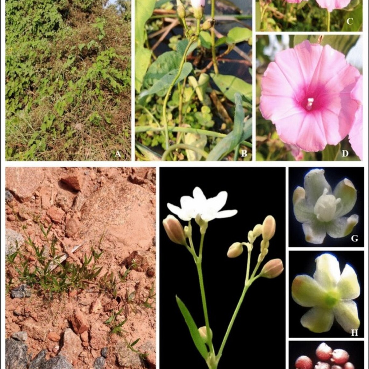 Two new distributional records to the flora of Odisha, India
