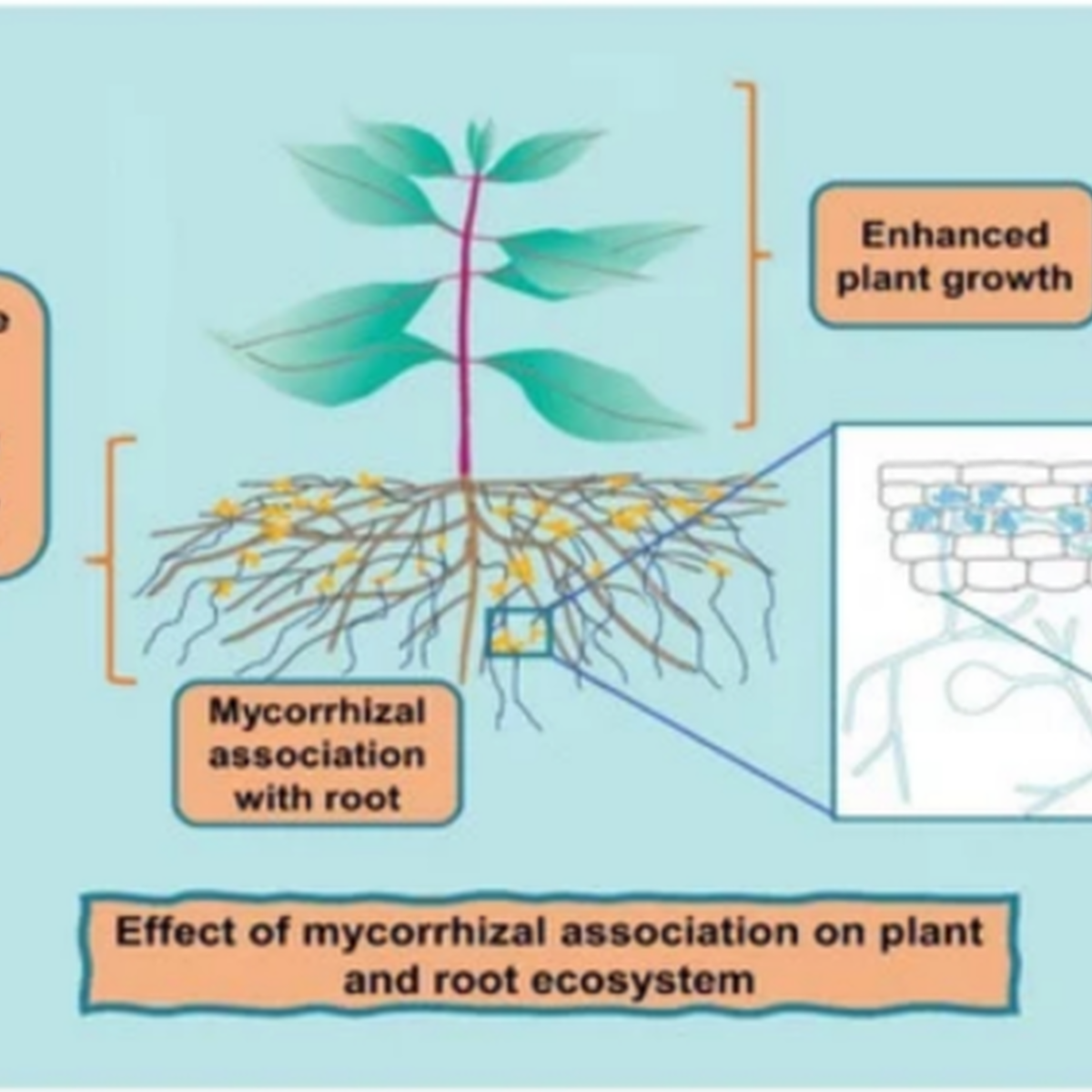 Investigating the function of mangrove mycorrhizal fungi with special ...