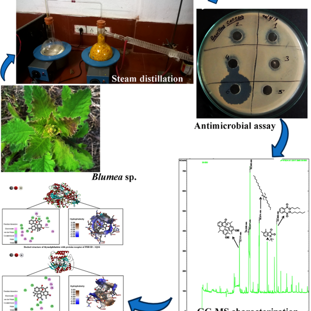 Profiling of aroma volatile compounds and antimicrobial potentiality of ...