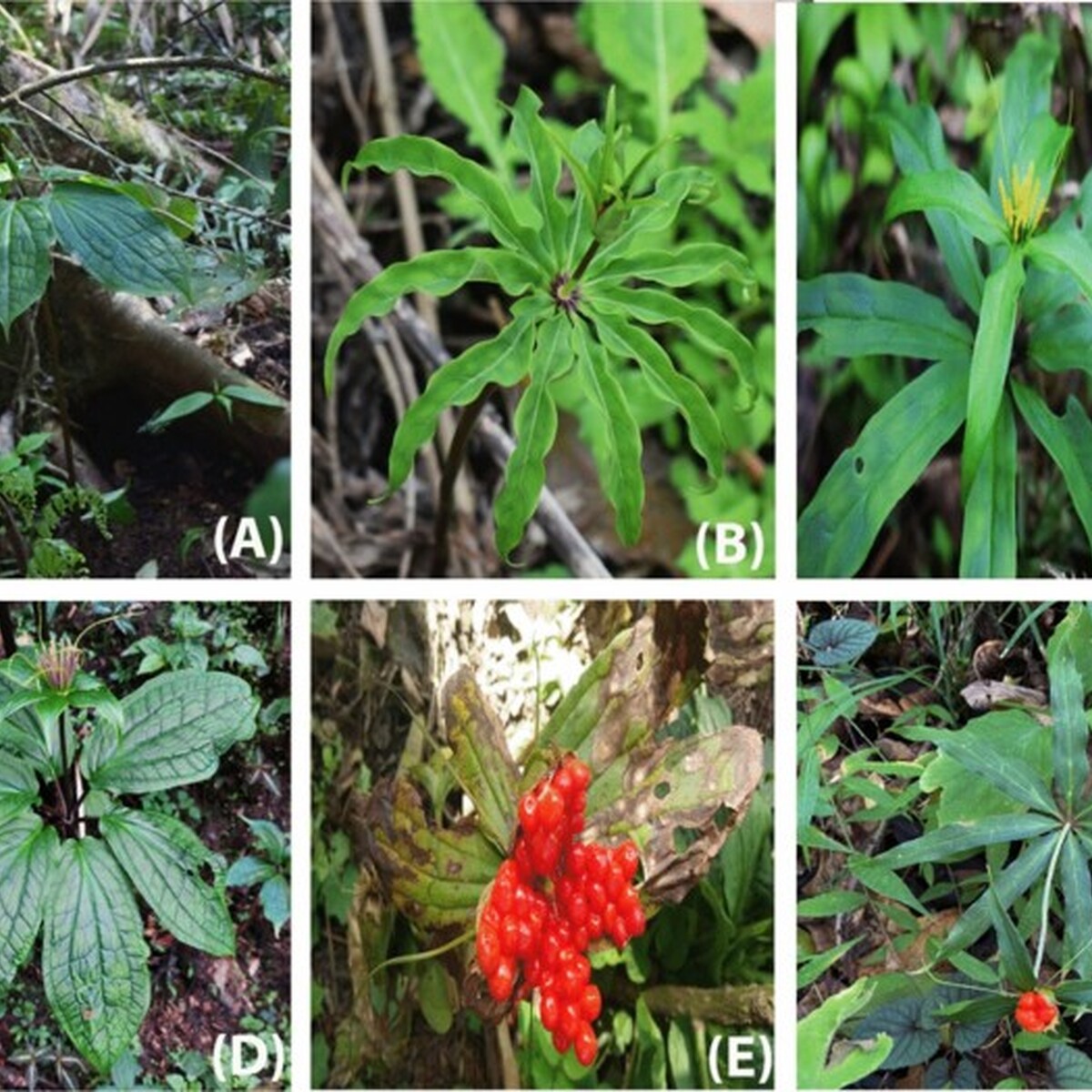 Assessing population density and regeneration potential of Paris ...