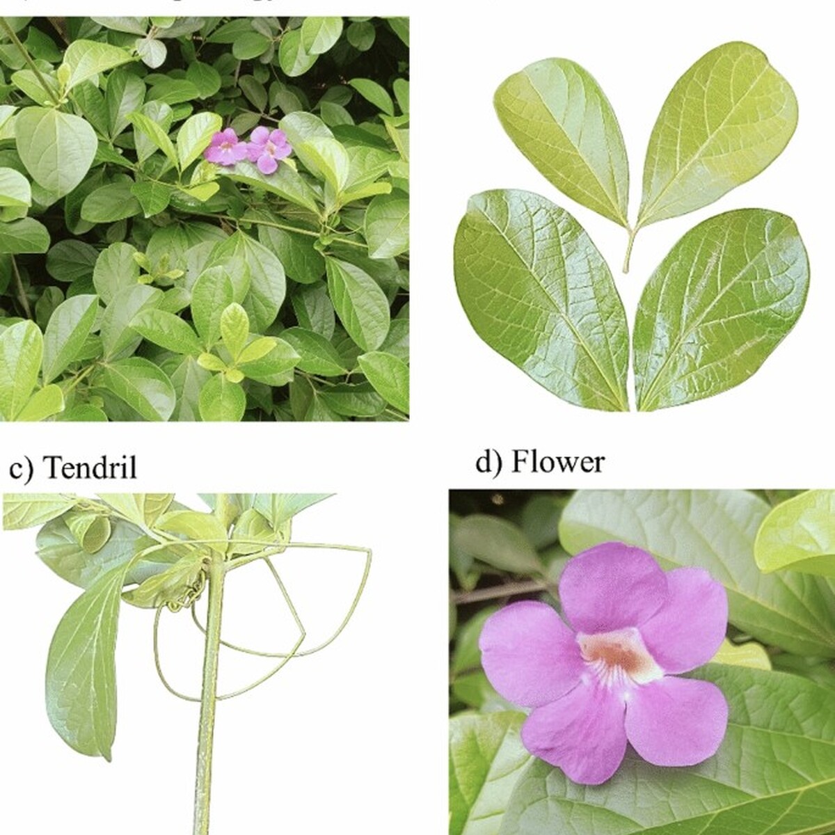 Bignonia magnifica: a comprehensive exploration of its morphology ...