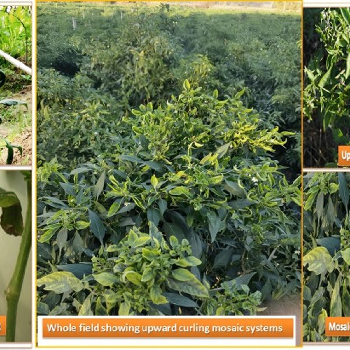 Molecular characterization of chilli leaf curl virus and ‘Candidatus ...