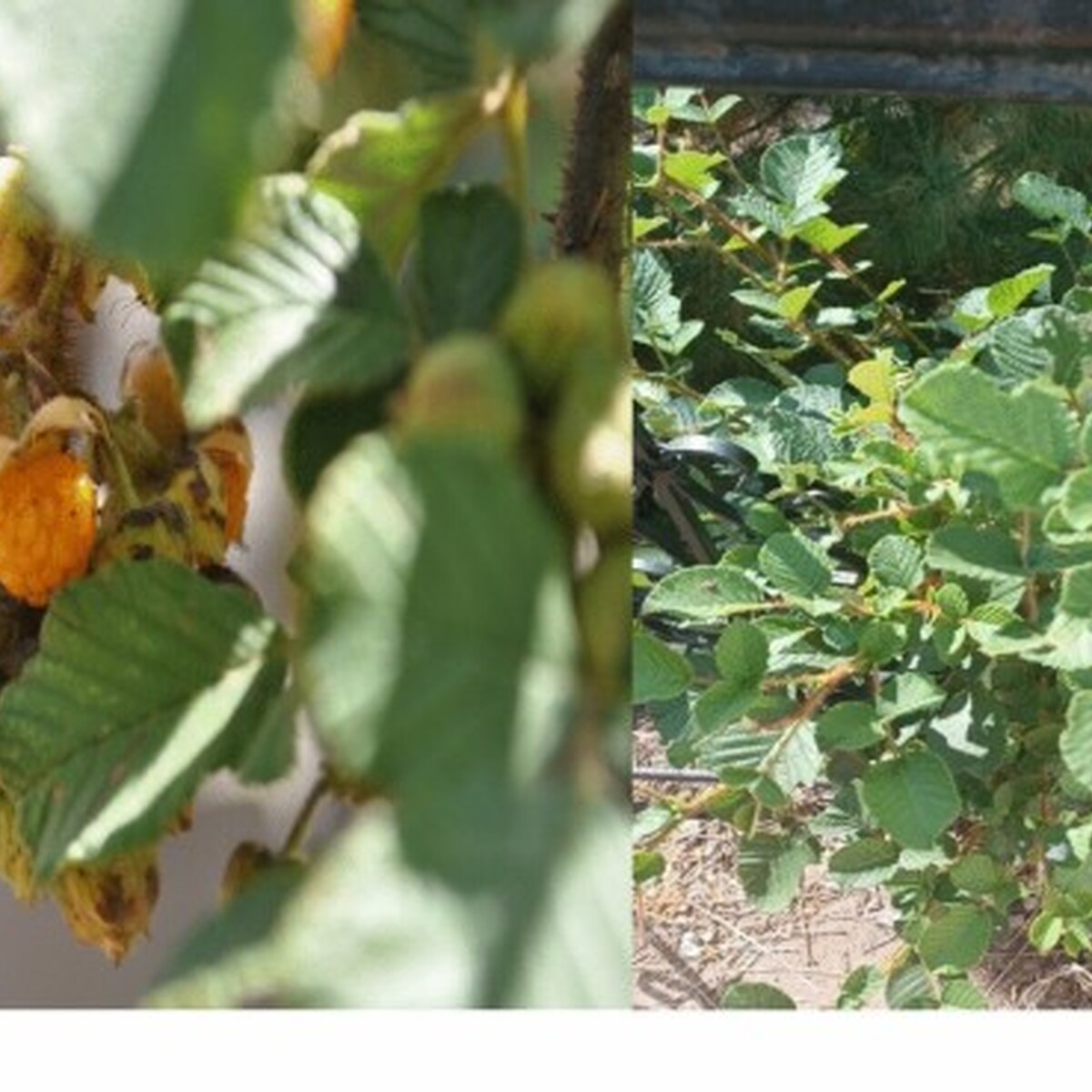 Himalayan yellow raspberry (Rubus ellipticus Sm.) potentially important ...