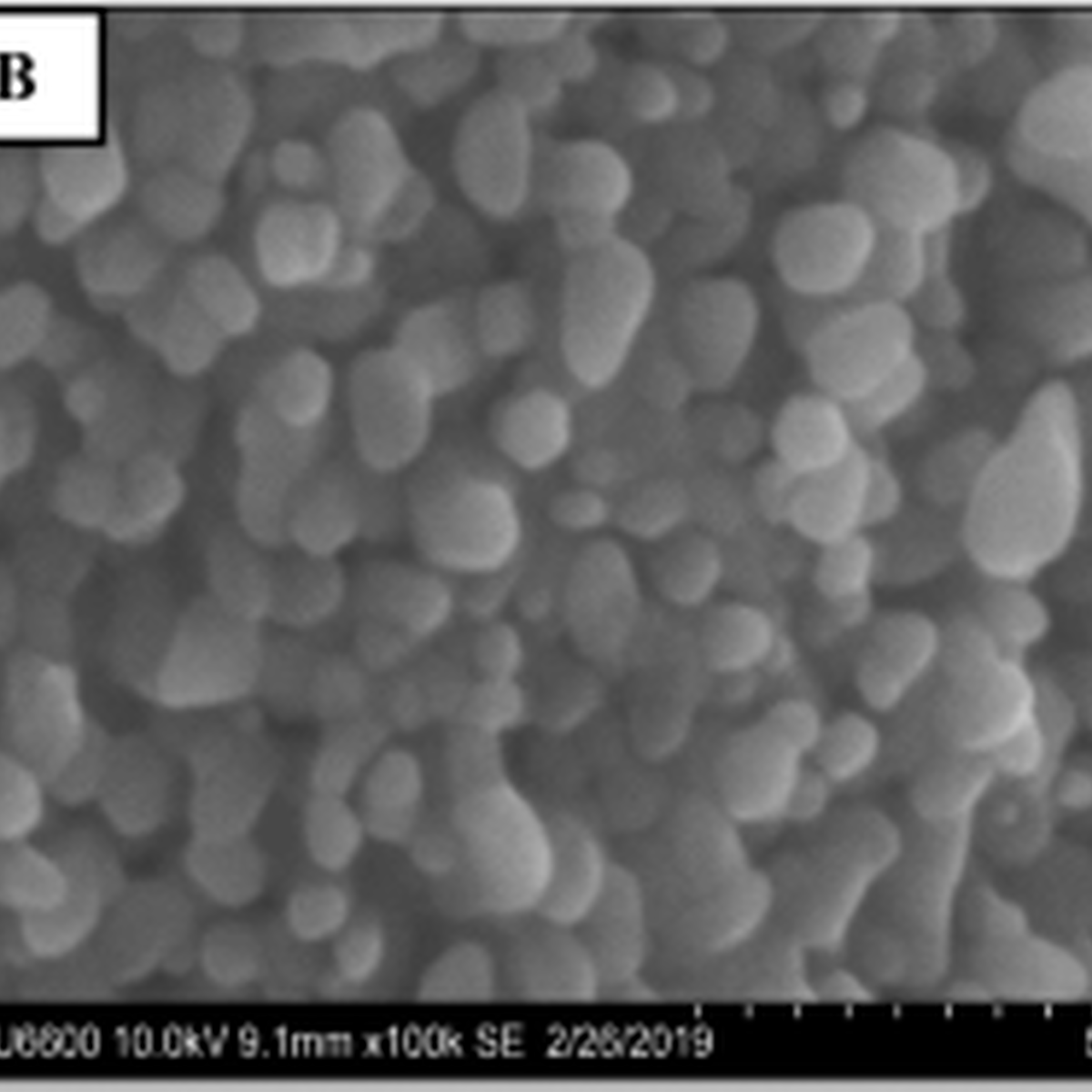 Effect of TiO2 and ZnO nanoparticles on culture establishment in ...