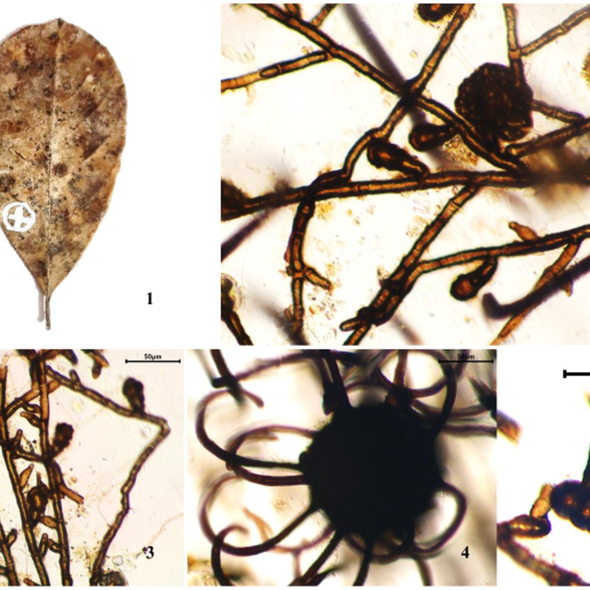 Three new species of Meliolaceous microfungi from Ratnagiri, Maharashtra