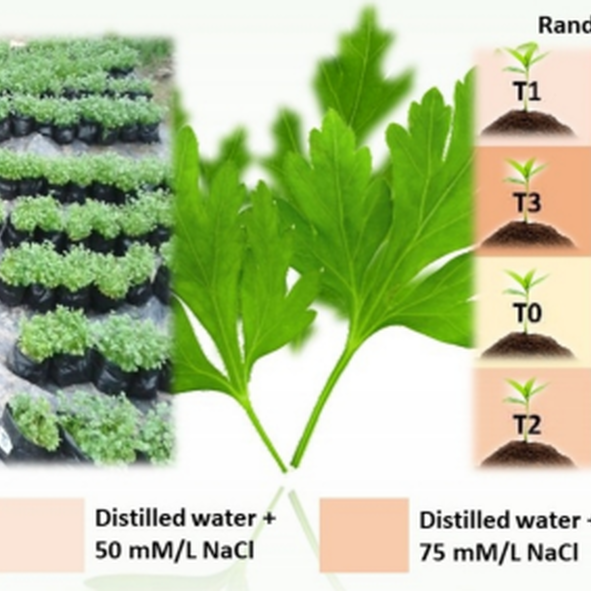Saline-stress-enhanced bioactivity of Coriandrum sativum: insights into its antimicrobial ...