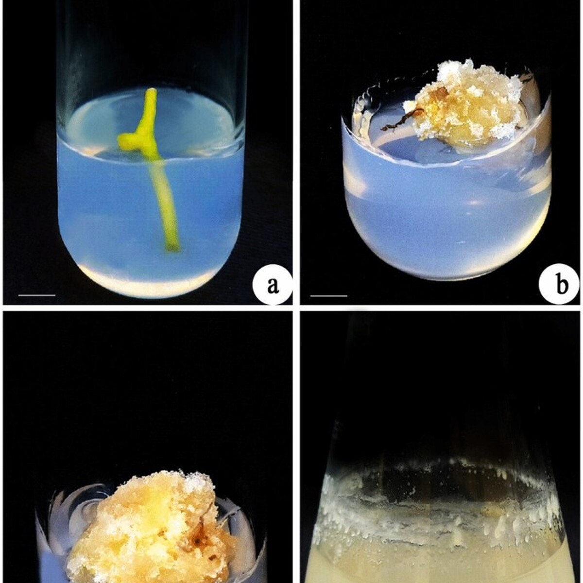 ZnO nanoparticles and elicitors in 2M4VP enrichment and antioxidant ...
