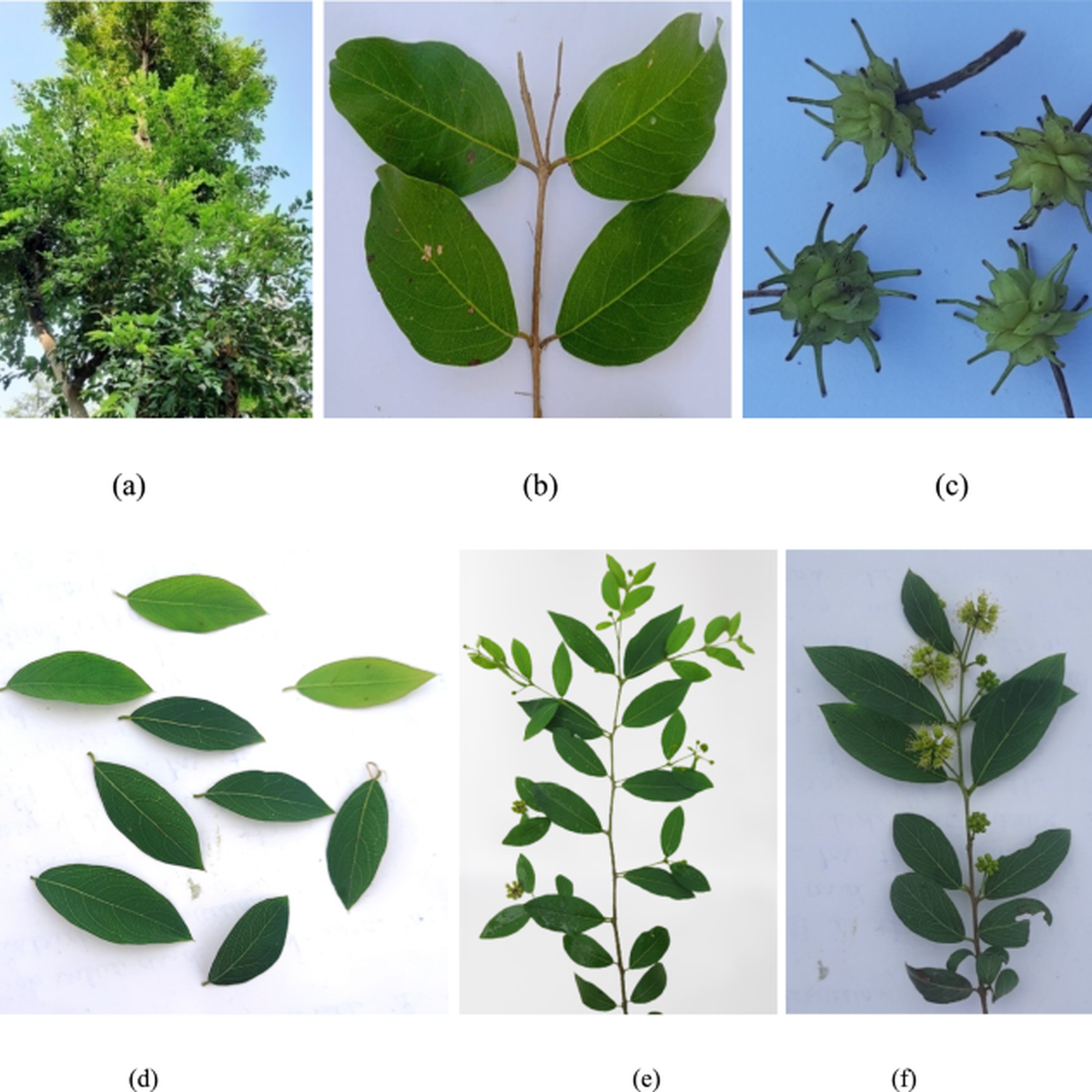 A comparative account of chemical compounds in Terminalia anogeissiana ...