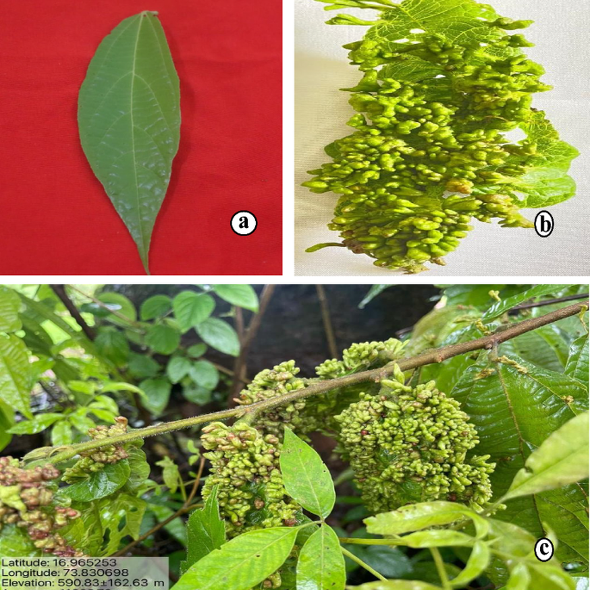 Distribution of metabolites and phytochemicals in galled and non-galled ...