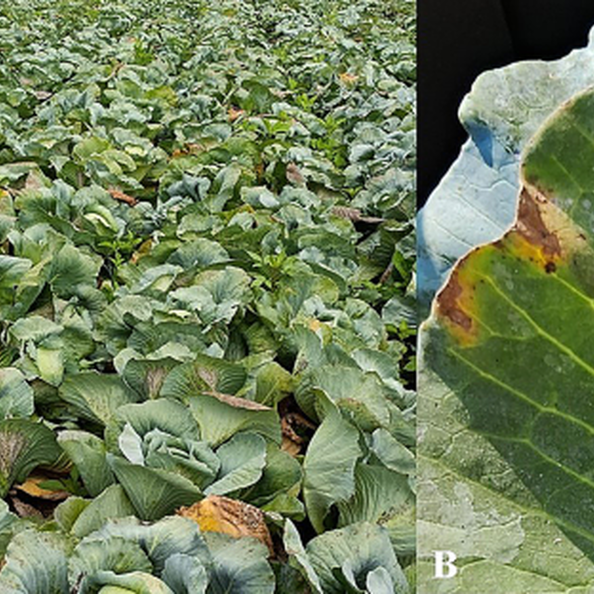 Isolation and characterization of Xanthomonas campestris pv. campestris ...