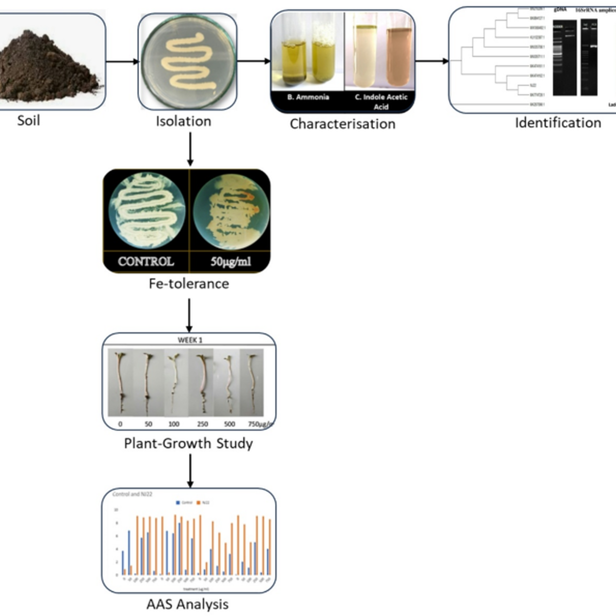 The impact of Bacillus subtilis NJ22, a Fe-resilient soil isolate as a potent plant Growth ...