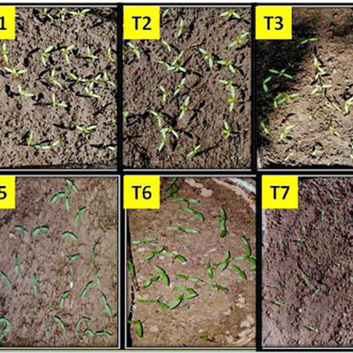 Effect of tea leaf wastes on germination and seedling growth of Solanum ...