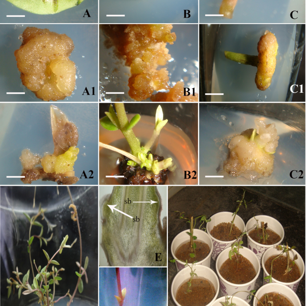 In-vitro regeneration via direct and indirect organogenesis in ...