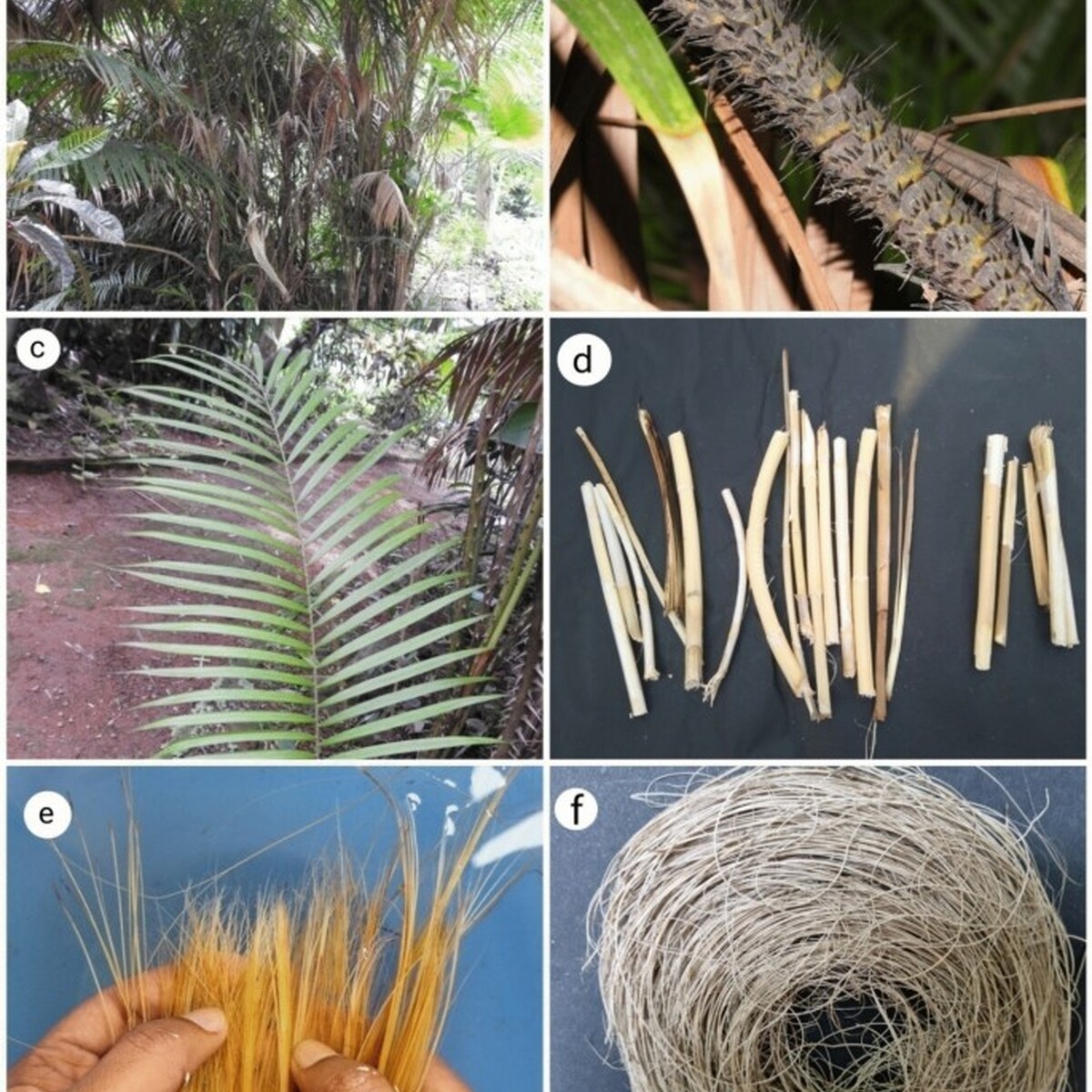Characterization of new natural cellulosic fiber from Calamus ...