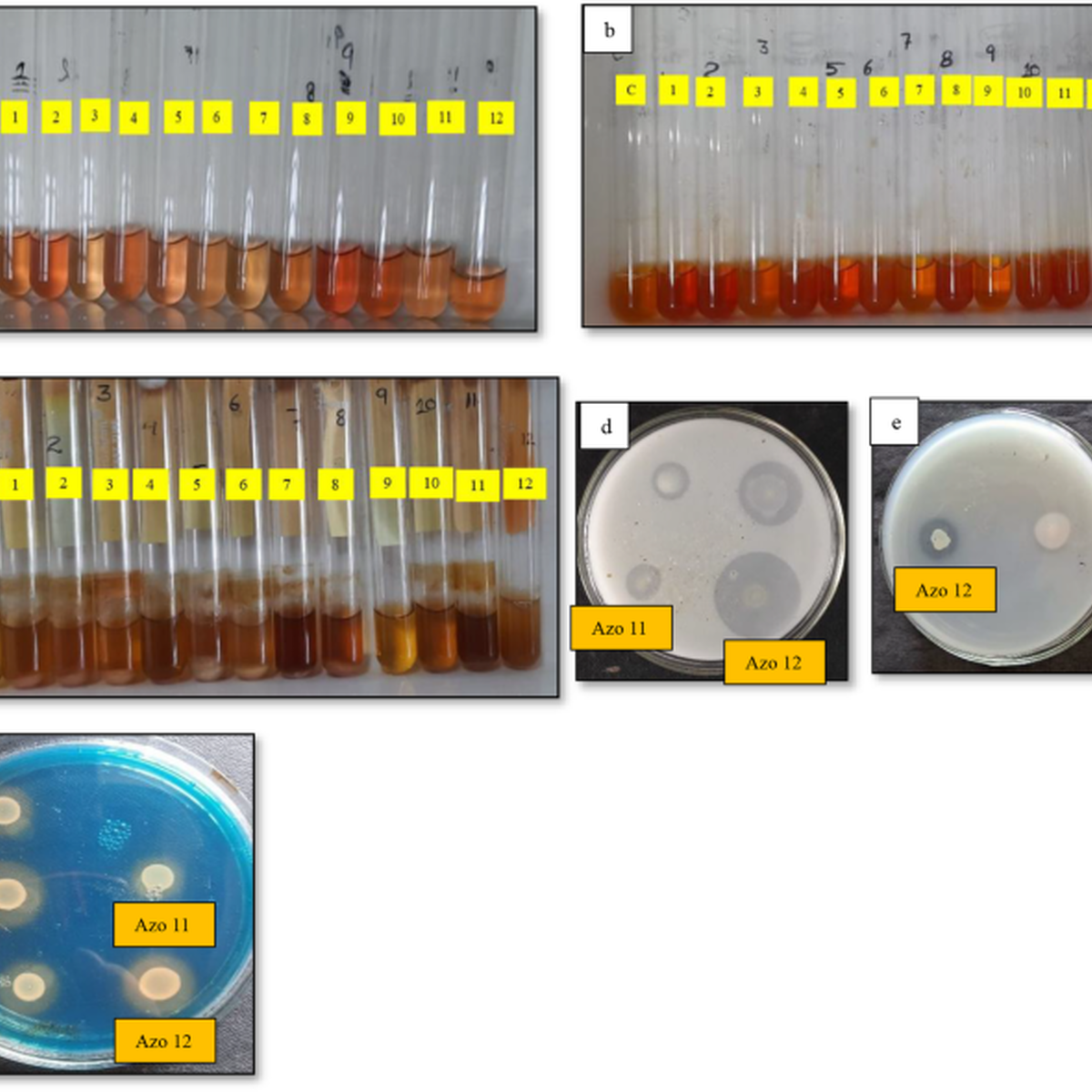Evaluation of plant growth-promoting traits in Azotobacter and ...