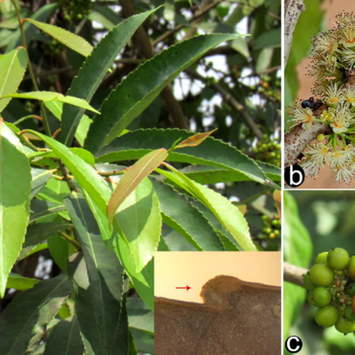 Ethnobotany, microscopy, phytoconstituents, and antioxidant activity of ...