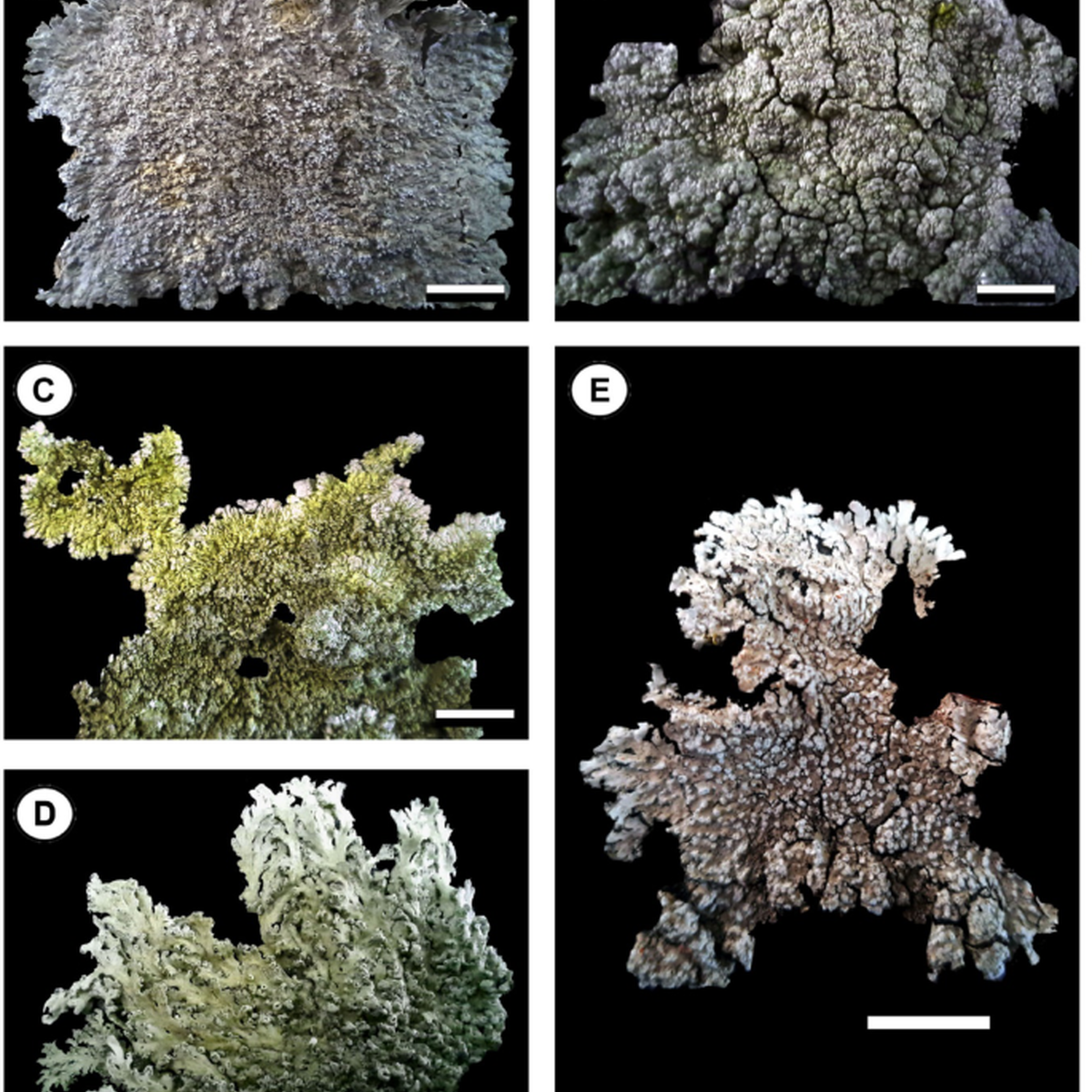 Physcioid lichens as indicators of spatial variation in heavy metal ...