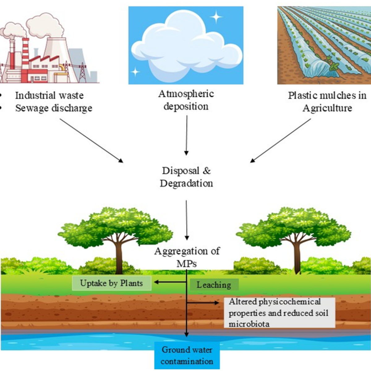 Impact of microplastics on plants: a transcriptome analysis perspective