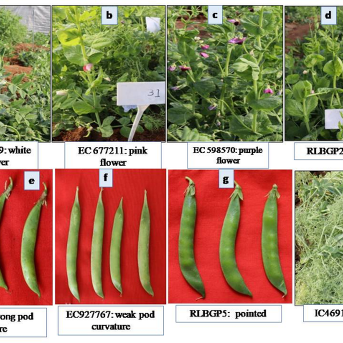 Genetic variability, characterization and trait association analysis ...